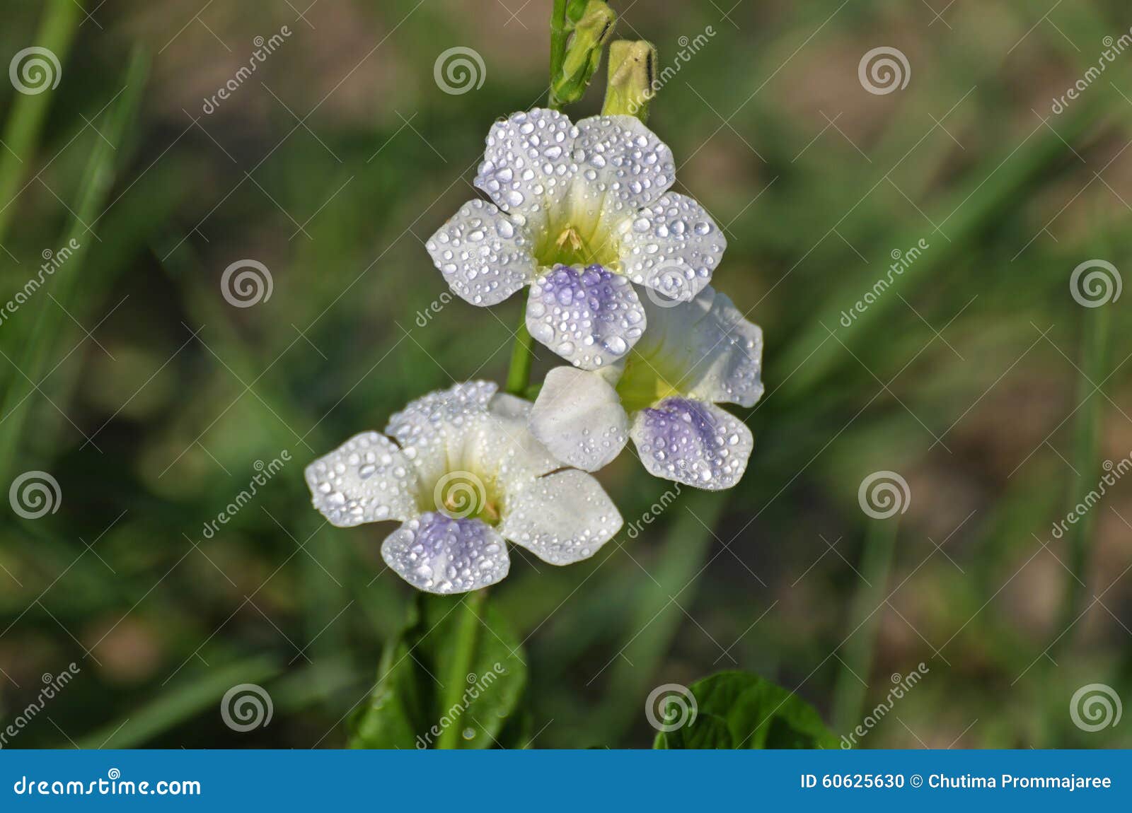Ganges primrose flowers stock photo. Image of coromandel - 60625630
