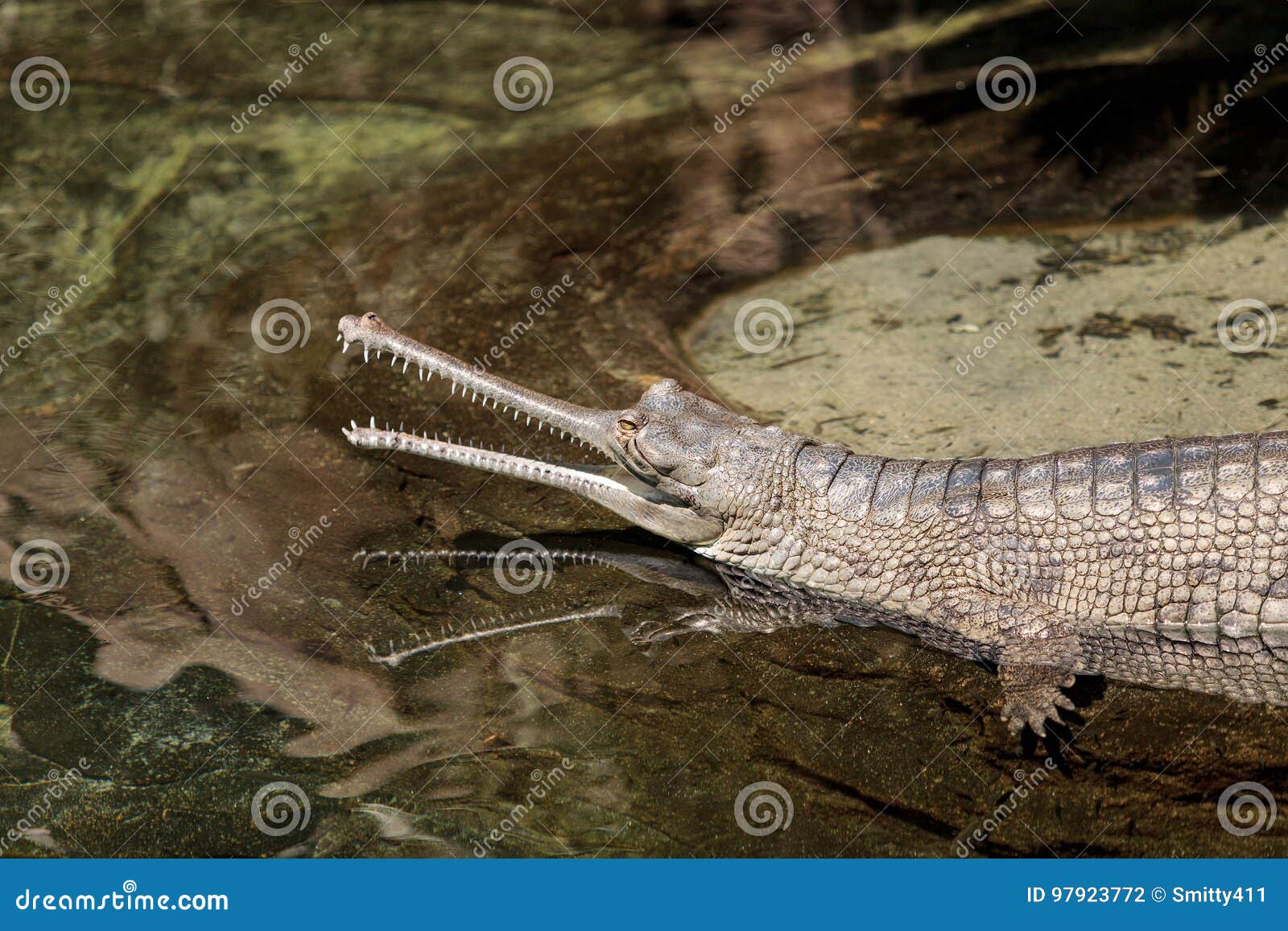 Gangeticus Do Gavialis De Gharial Foto de Stock - Imagem de lagarto ...