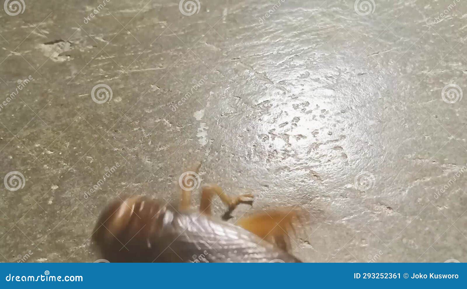 This is Gangsir, a Type of Large Grasshopper Stock Video - Video of ...