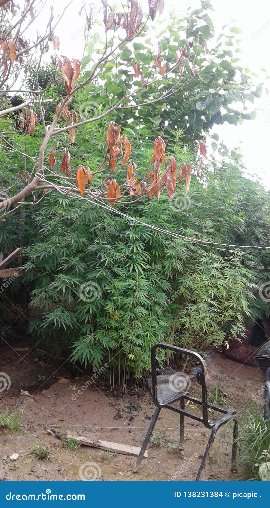 Ganja stock photo. Image of tree, tanja, large, weed - 138231384