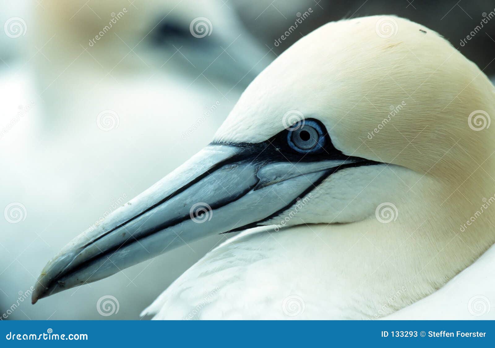 Gannet stock image. Image of birds, portrait, wildlife - 133293