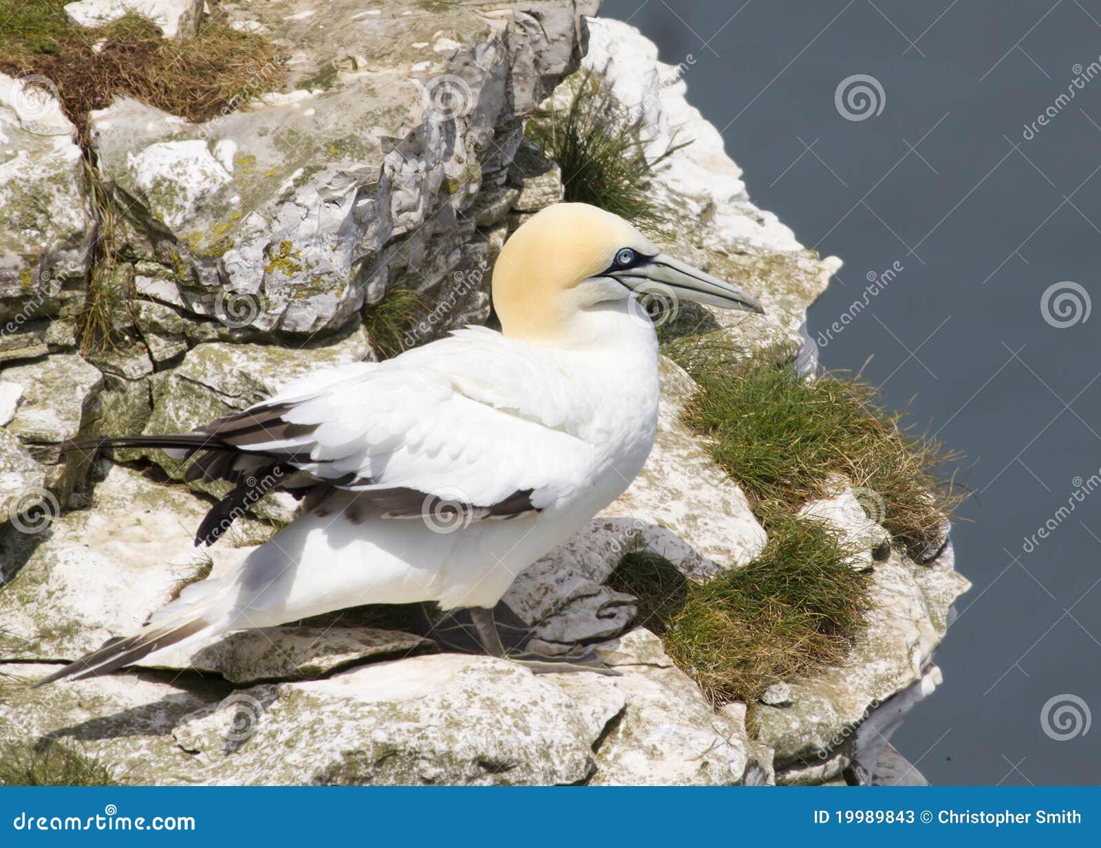 Gannet stock image. Image of animal, feature, closeup - 19989843