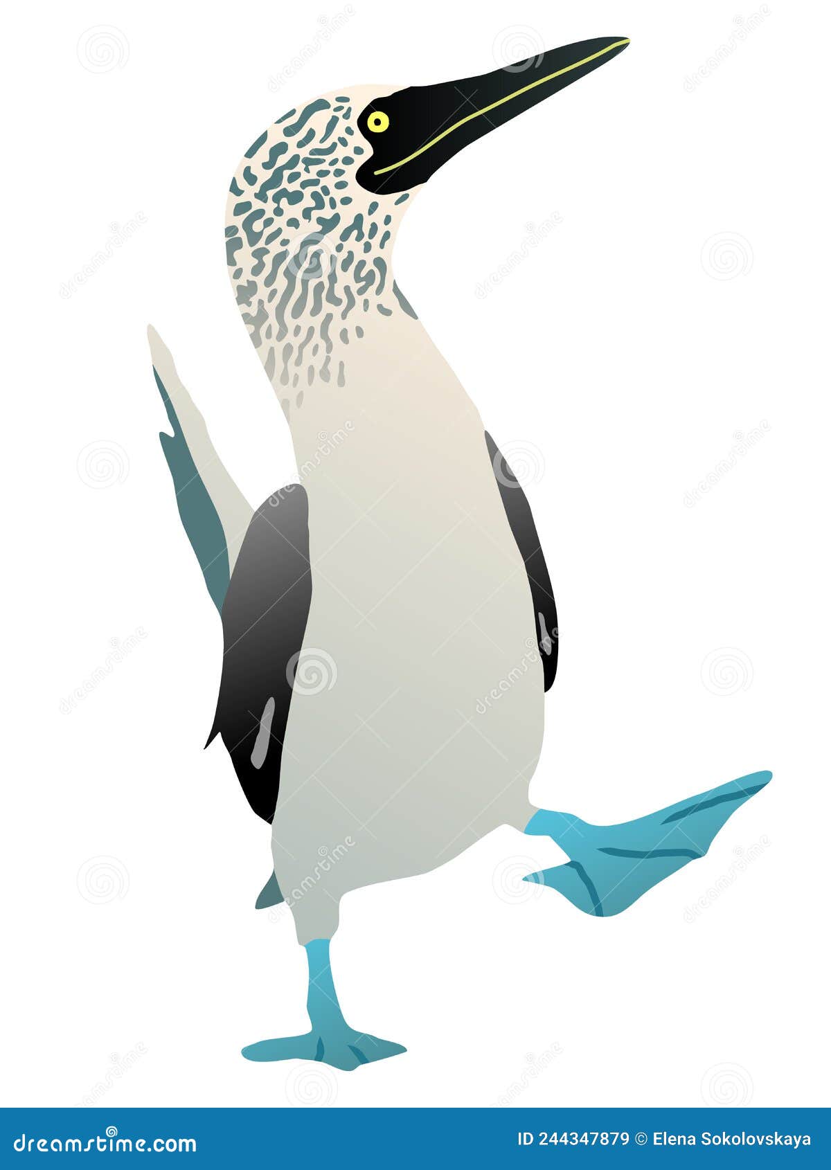 Gannet Bird with a Blue Foot. Flat Vector Booby Solan Illustration ...