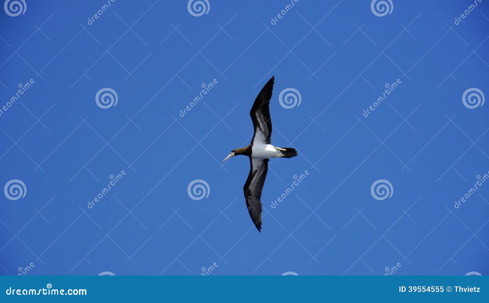 Gannet Bird while flying stock image. Image of seabird - 39554555