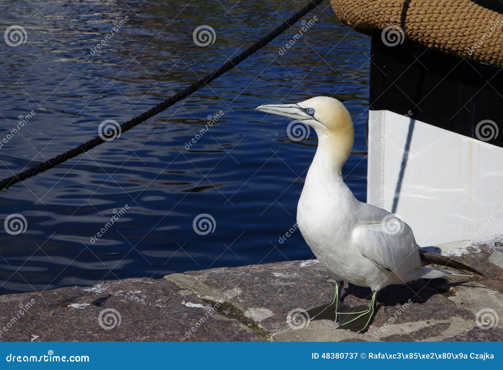 Bosun Bird Island Stock Photography | CartoonDealer.com #55019810