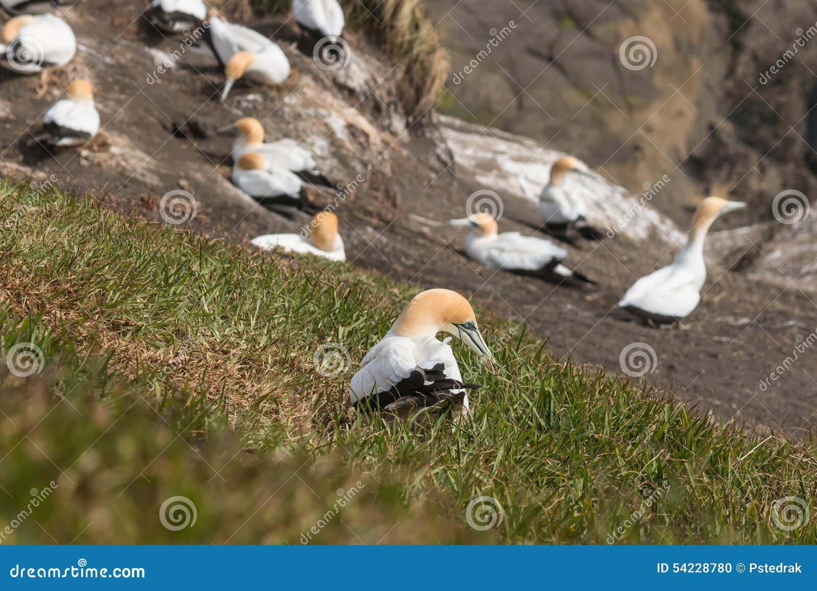 Gannet Collecting Grass Nest Stock Photos - Free & Royalty-Free Stock ...