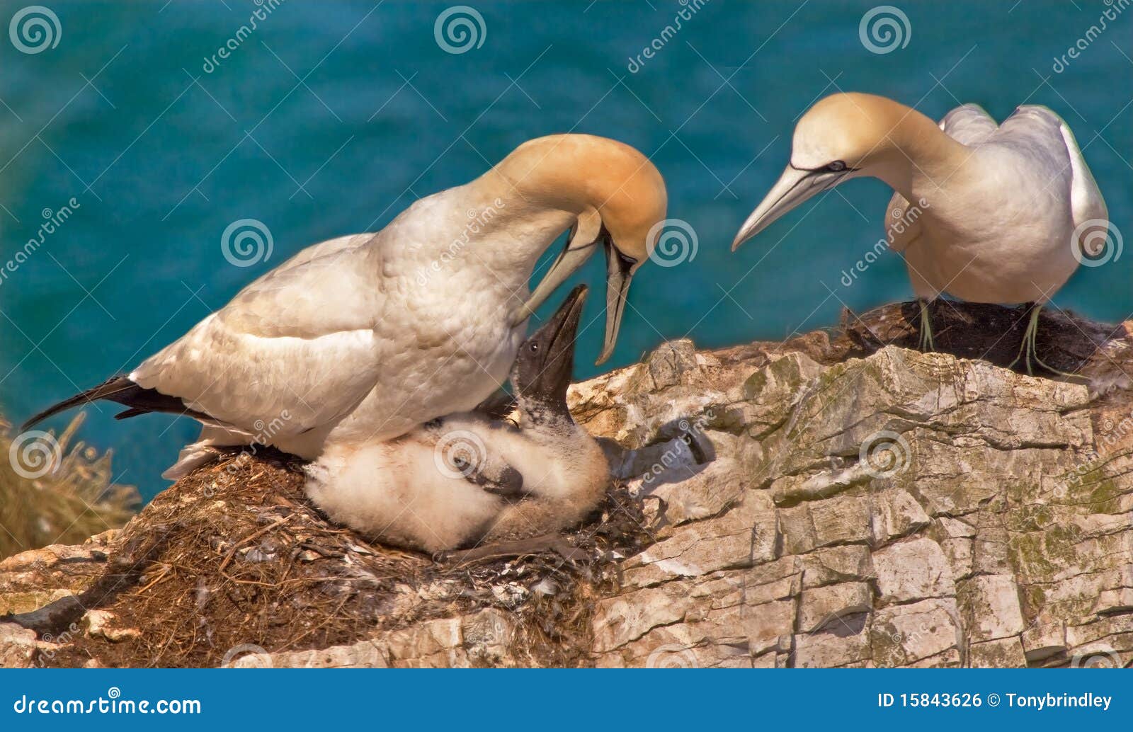 Gannet Family stock photo. Image of female, bird, chick - 15843626