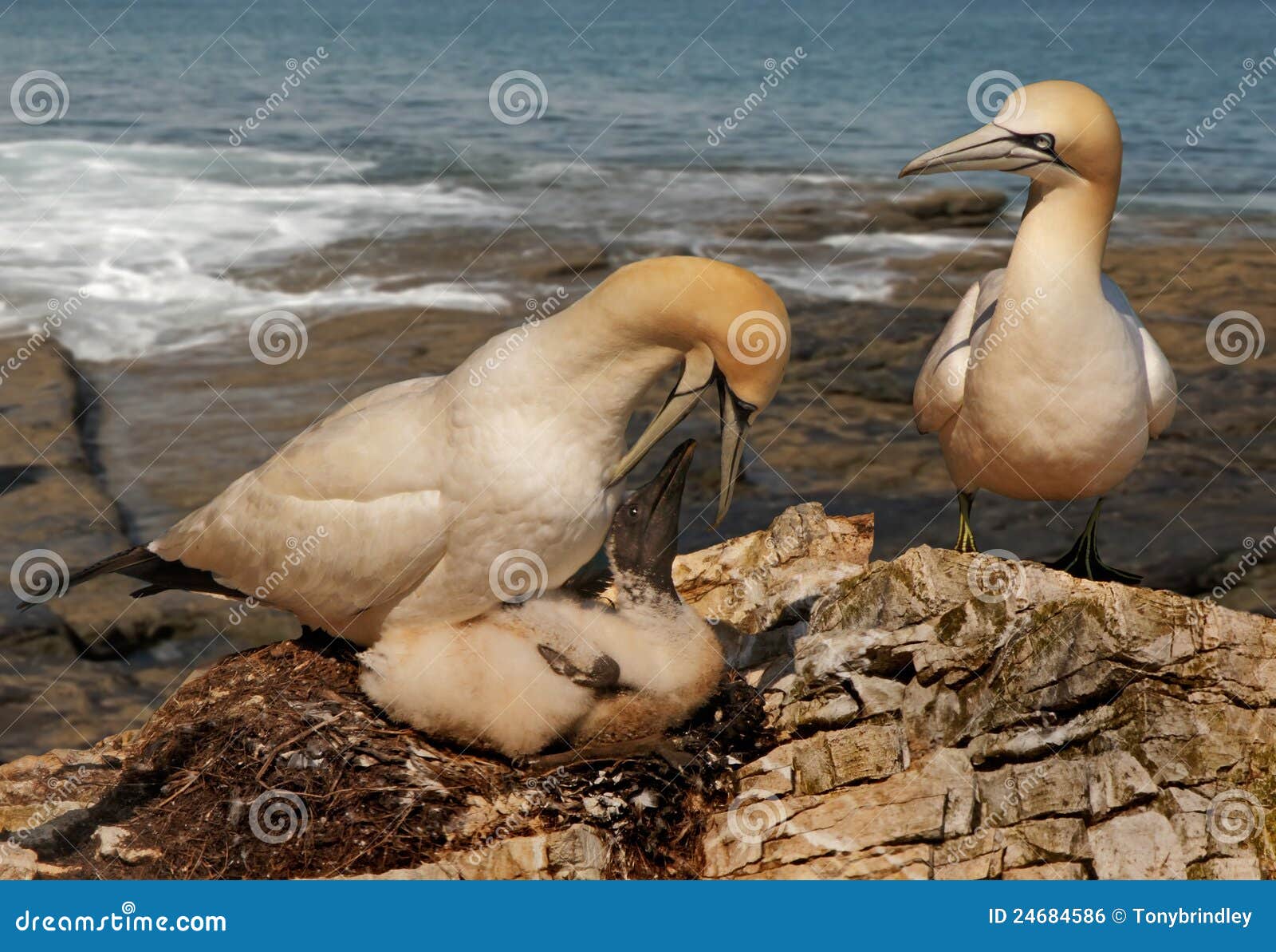 Gannet Feeding her Chick stock photo. Image of bird, nature - 24684586