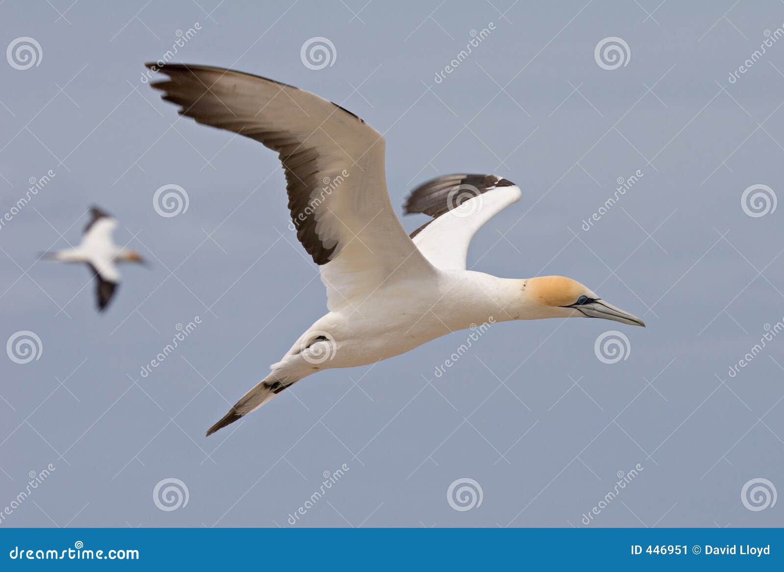 Gannet in flight stock image. Image of wildlife, feather - 446951