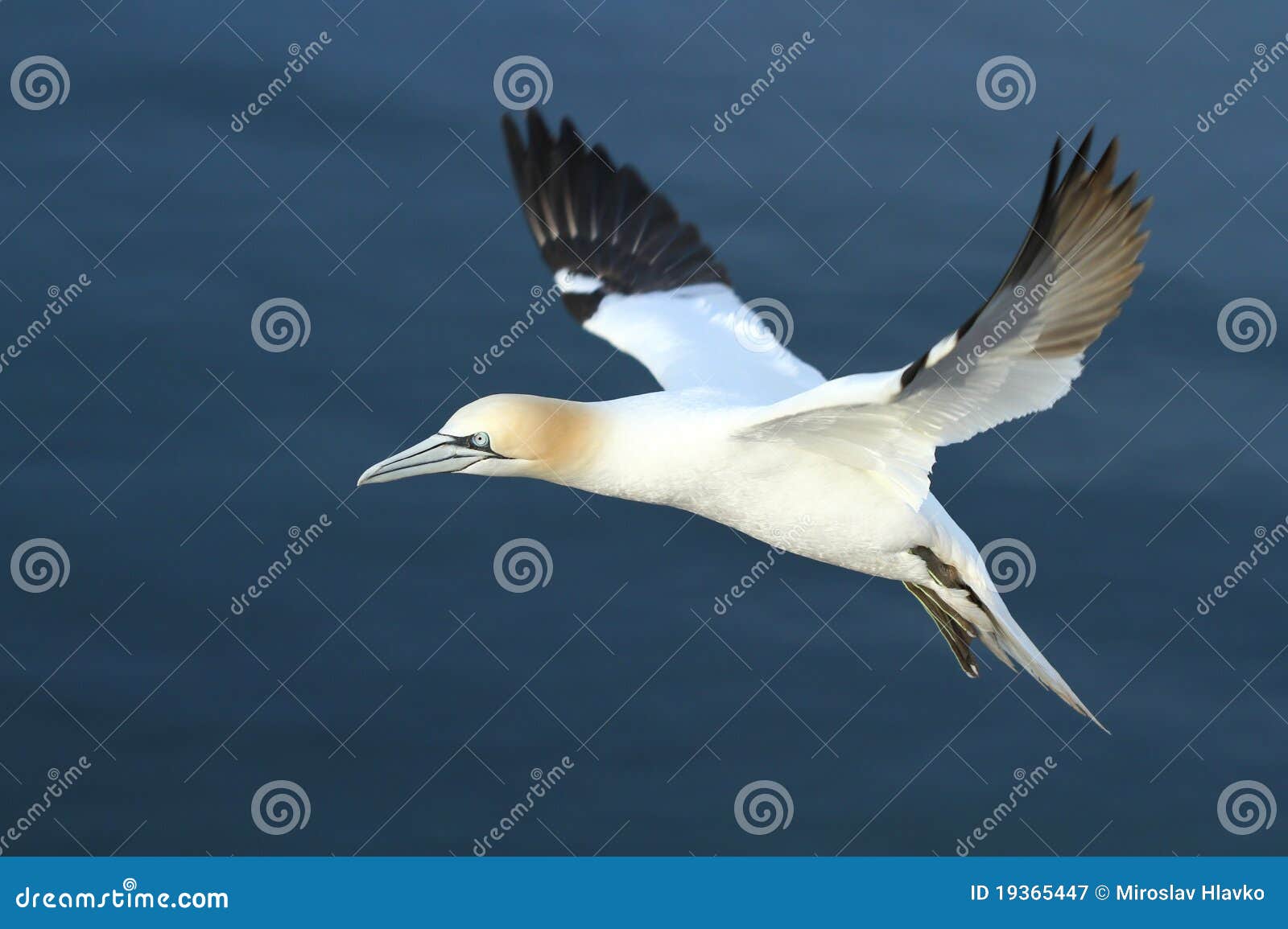 Gannet flying stock image. Image of bird, wildlife, white - 19365447