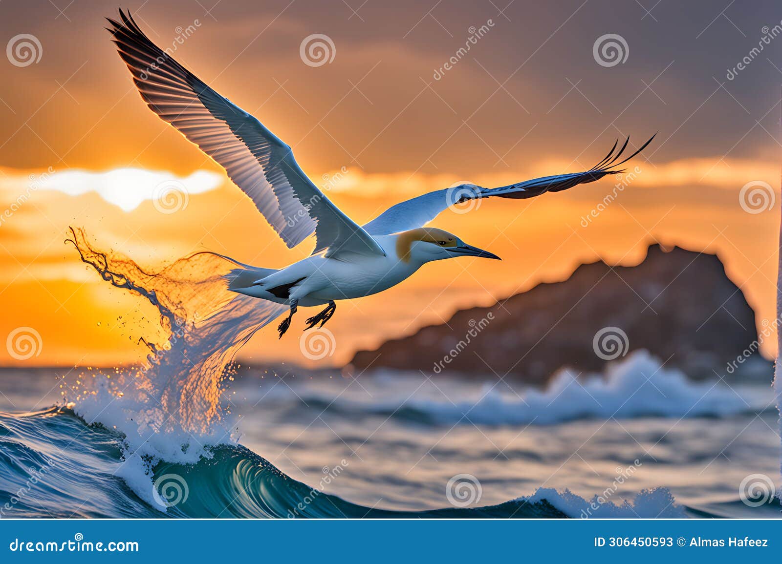 Gannet in Mid-Flight - Feathers Defined with Precision, Eyes Sharp ...