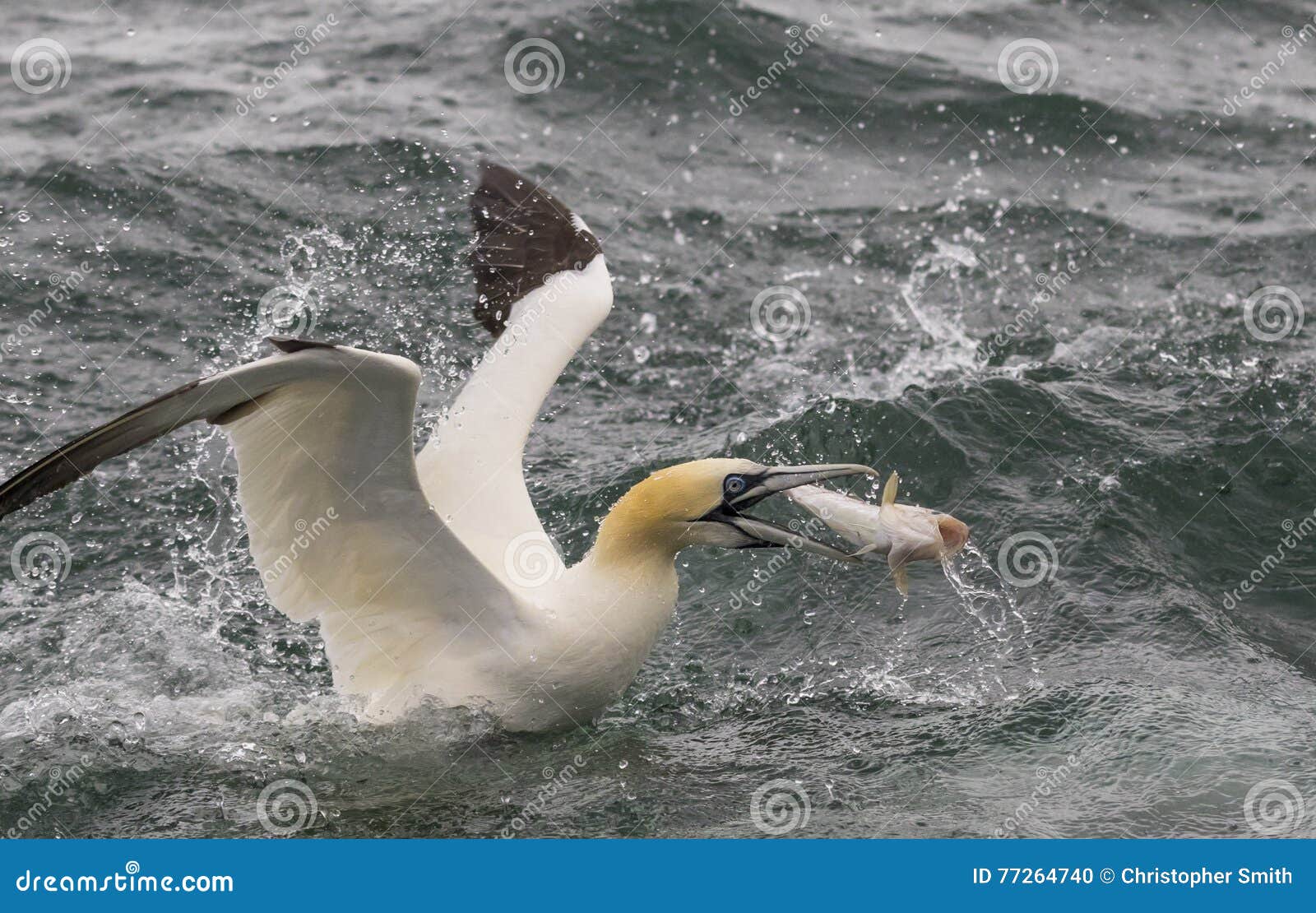 Gannet stock photo. Image of bill, seabird, coast, closeup - 77264740