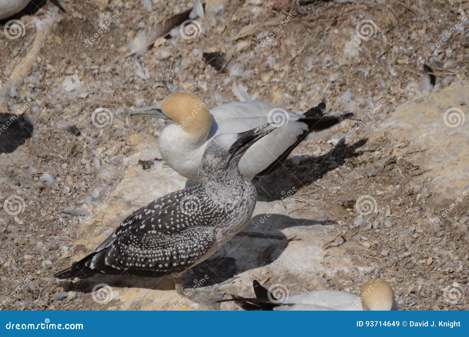 Gannet Paret with chick stock image. Image of bird, offspring - 93714649