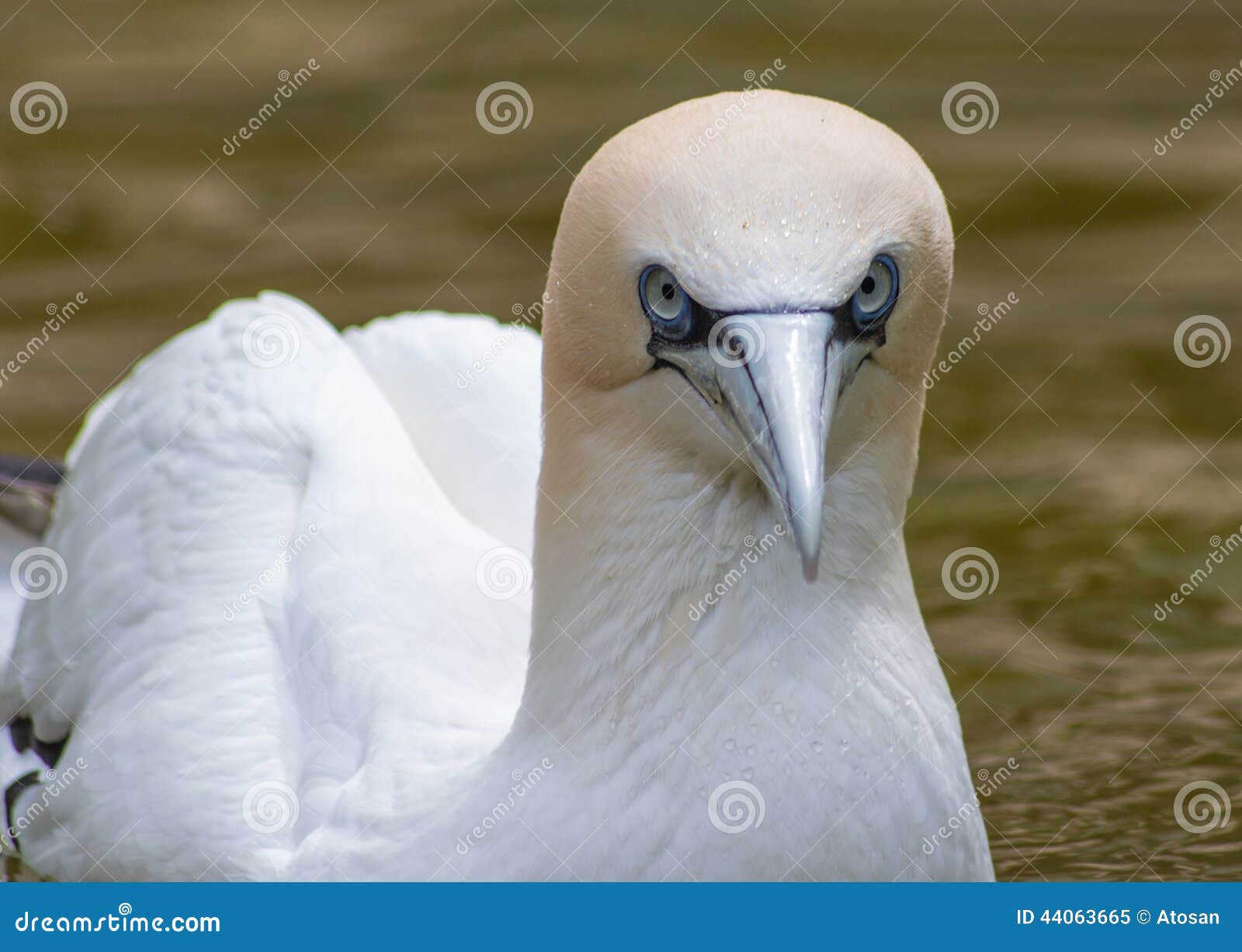 Gannet portrait stock image. Image of colored, human - 44063665
