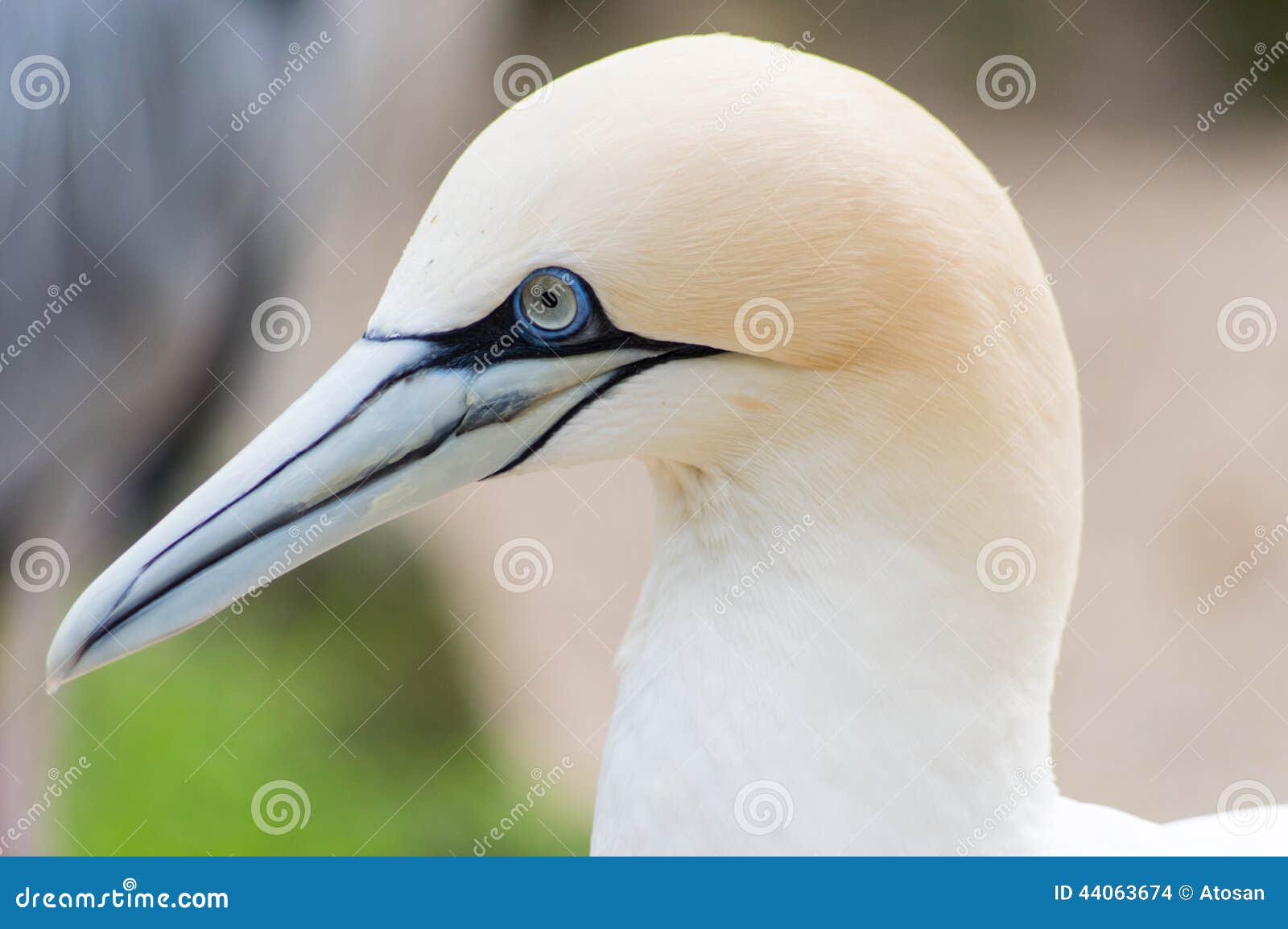 Gannet portrait stock photo. Image of drawing, pastel - 44063674