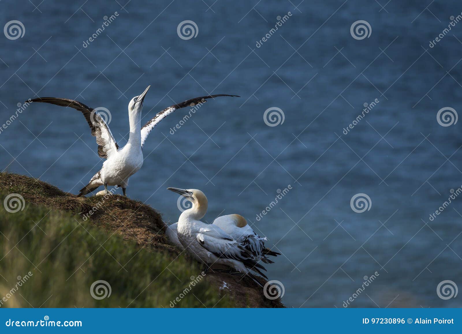 Gannets at Bempton Cliffs, Yorkshire , UK Stock Photo - Image of eyed ...
