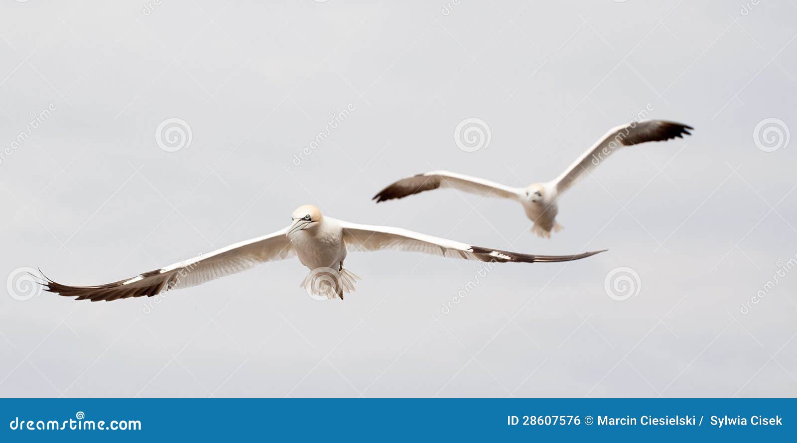 Gannets in flight stock photo. Image of wings, wildlife - 28607576