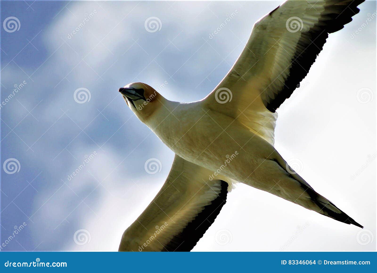 Gannit stock photo. Image of animal, travel, hunting - 83346064