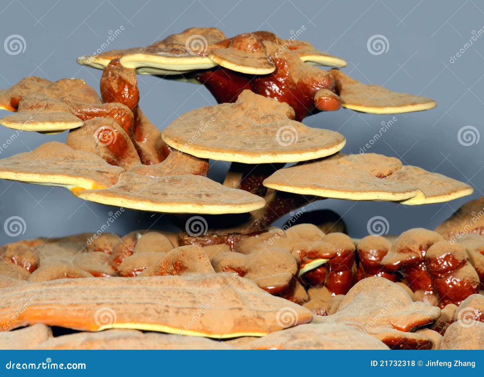Ganoderma stock photo. Image of food, nutritious, chinese - 21732318