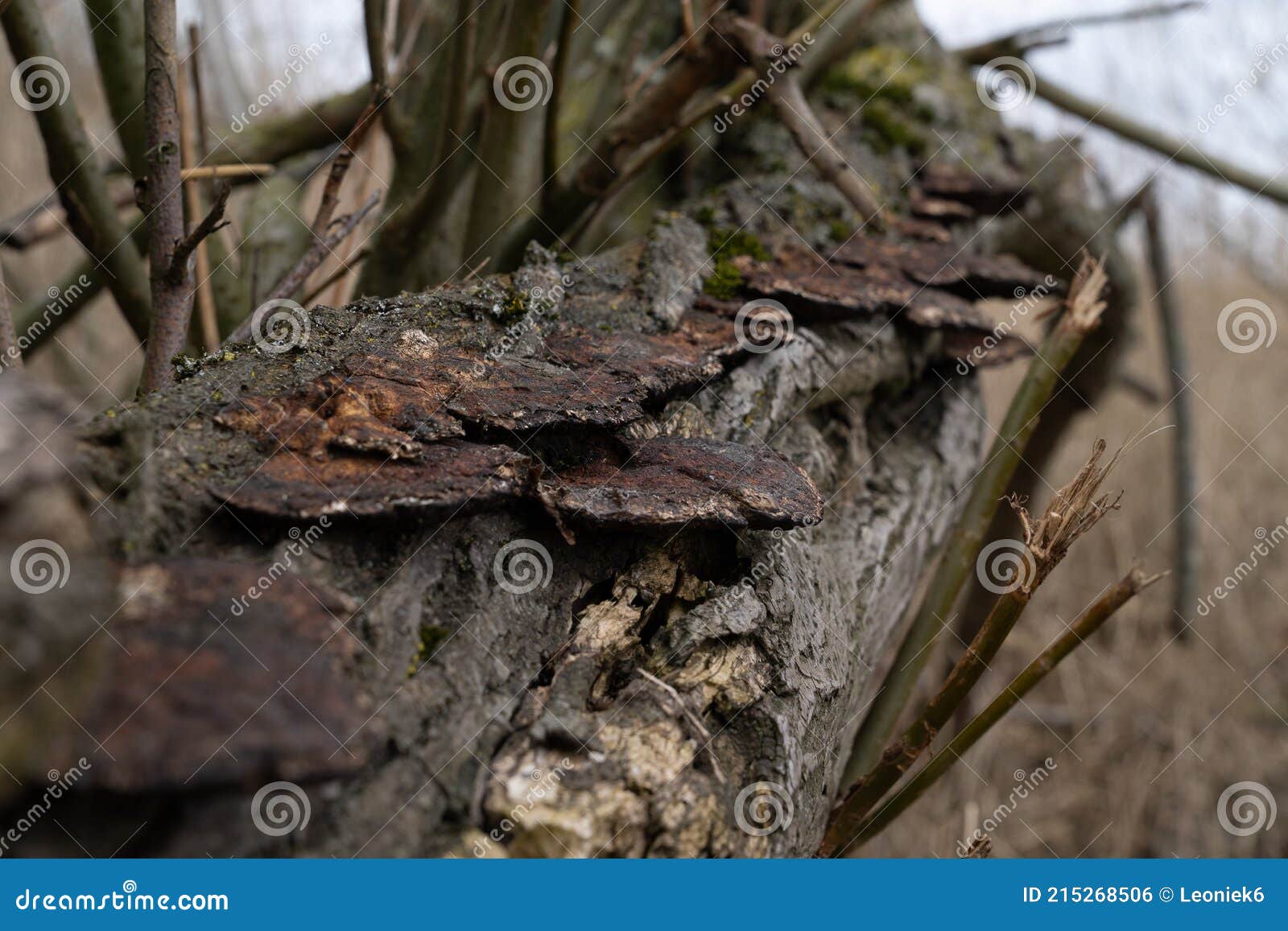 Ganoderma Applanatum or Artist`s Bracket a Fungus with a Cosmopolitan ...