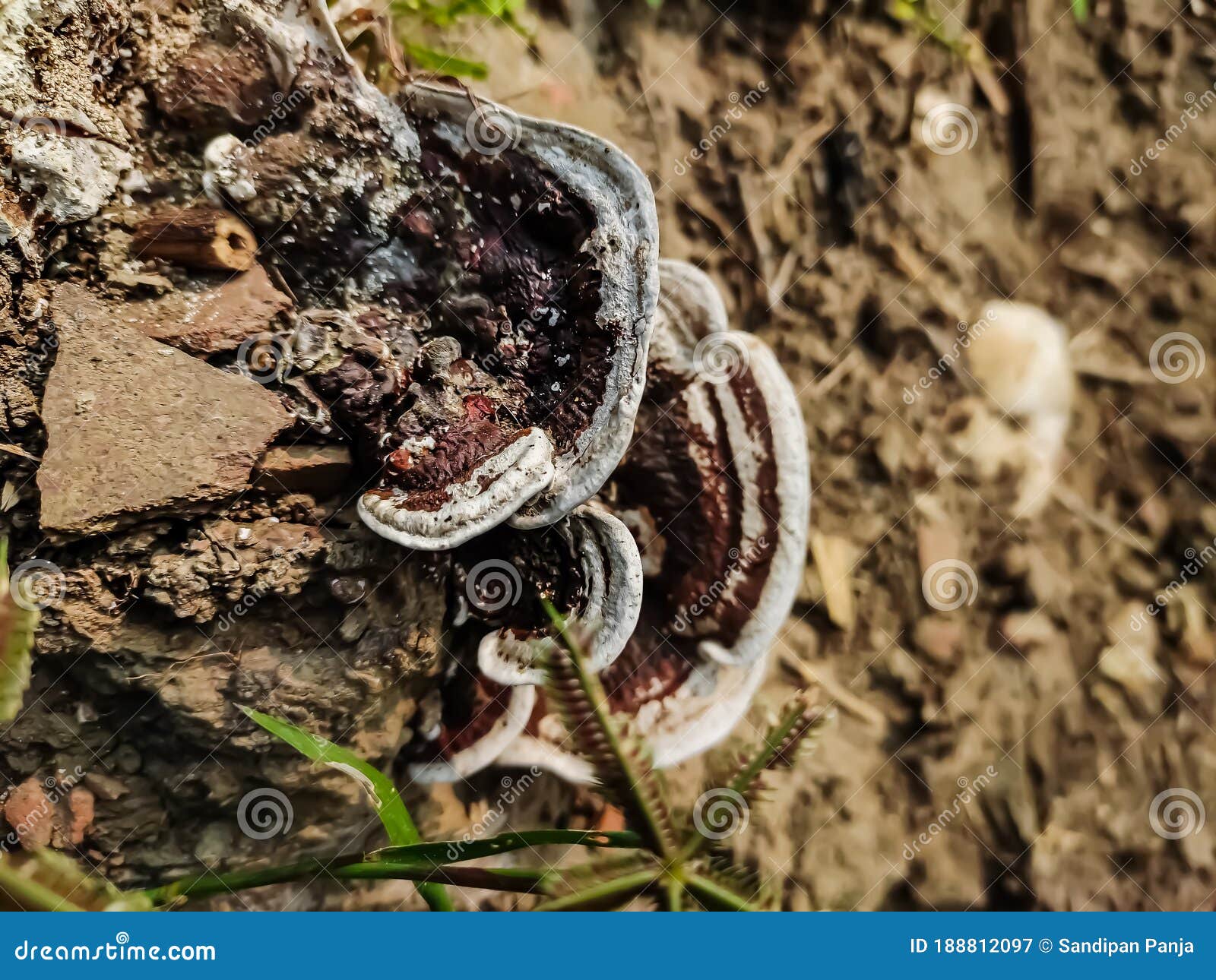 Ganoderma Applanatum is a Bracket Fungus with a Cosmopolitan ...