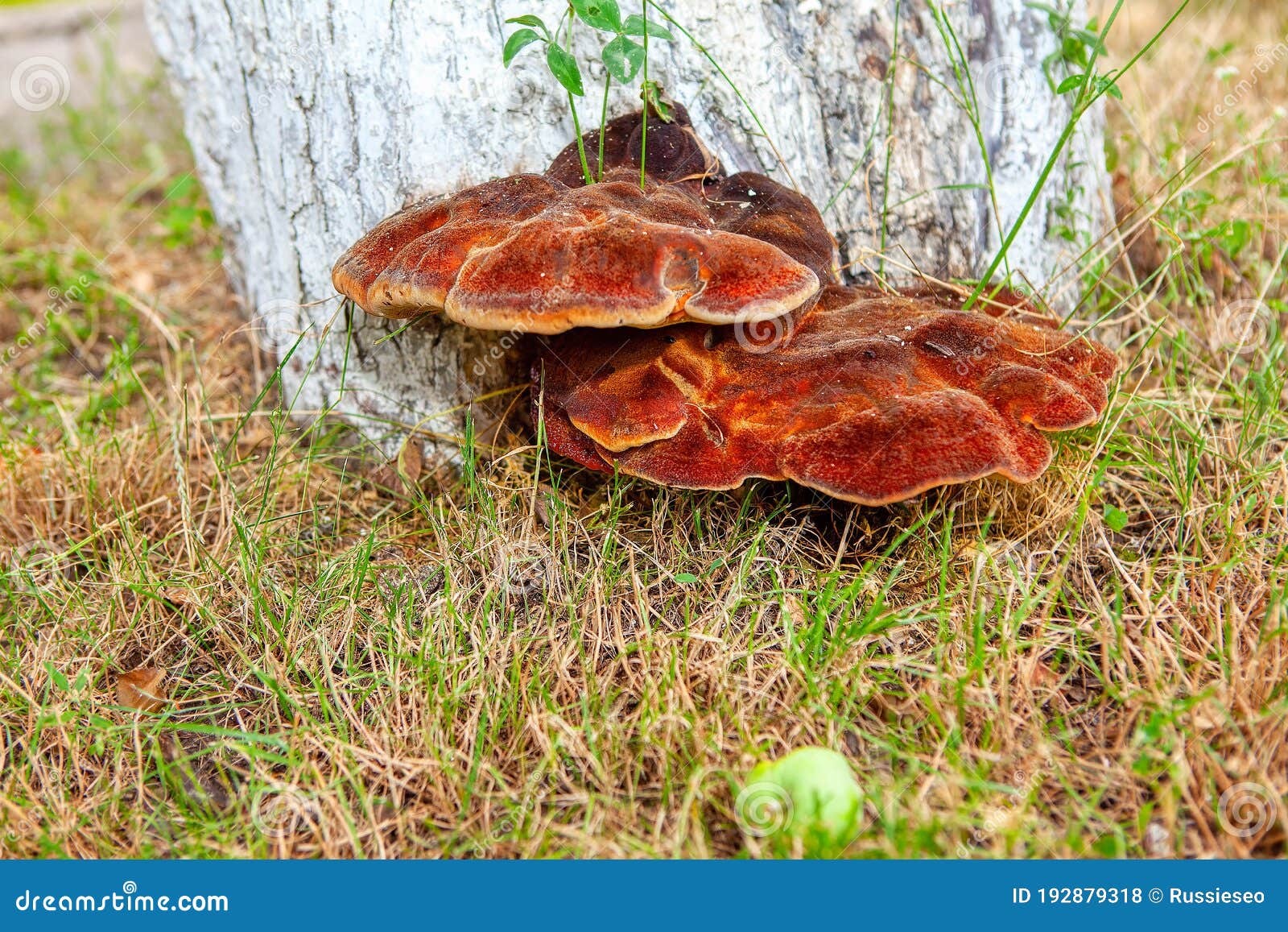 Ganoderma applanatum stock photo. Image of brown, botanical - 192879318