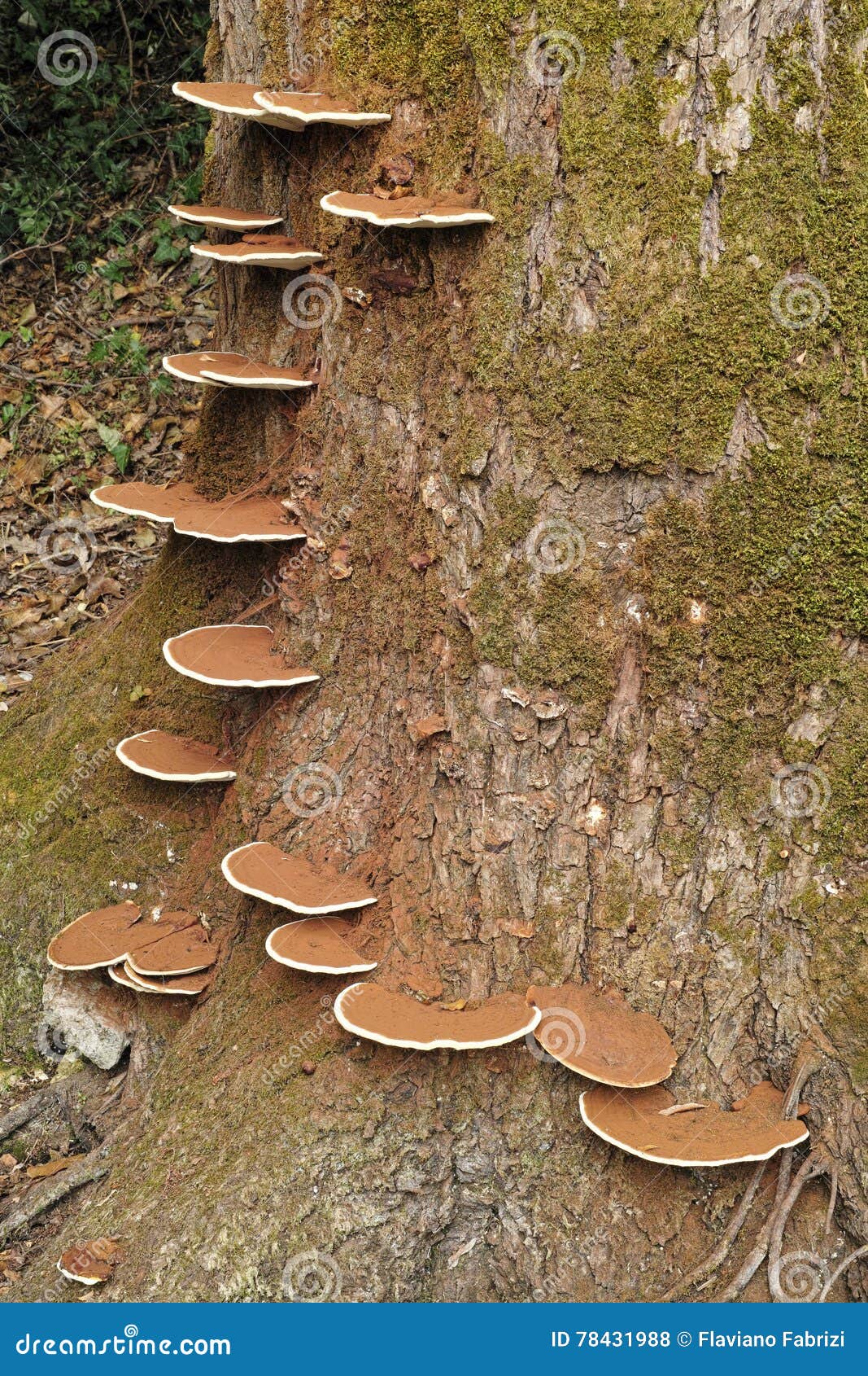 Ganoderma Applanatum Fungus Stock Photo - Image of wood, decay: 78431988