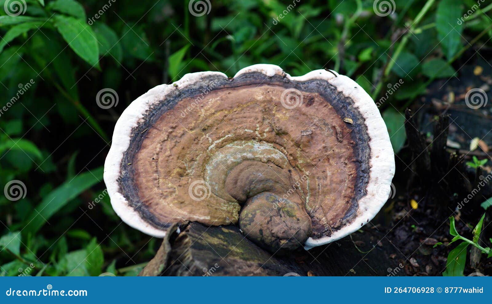 Ganoderma applanatum stock photo. Image of forest, stems - 264706928