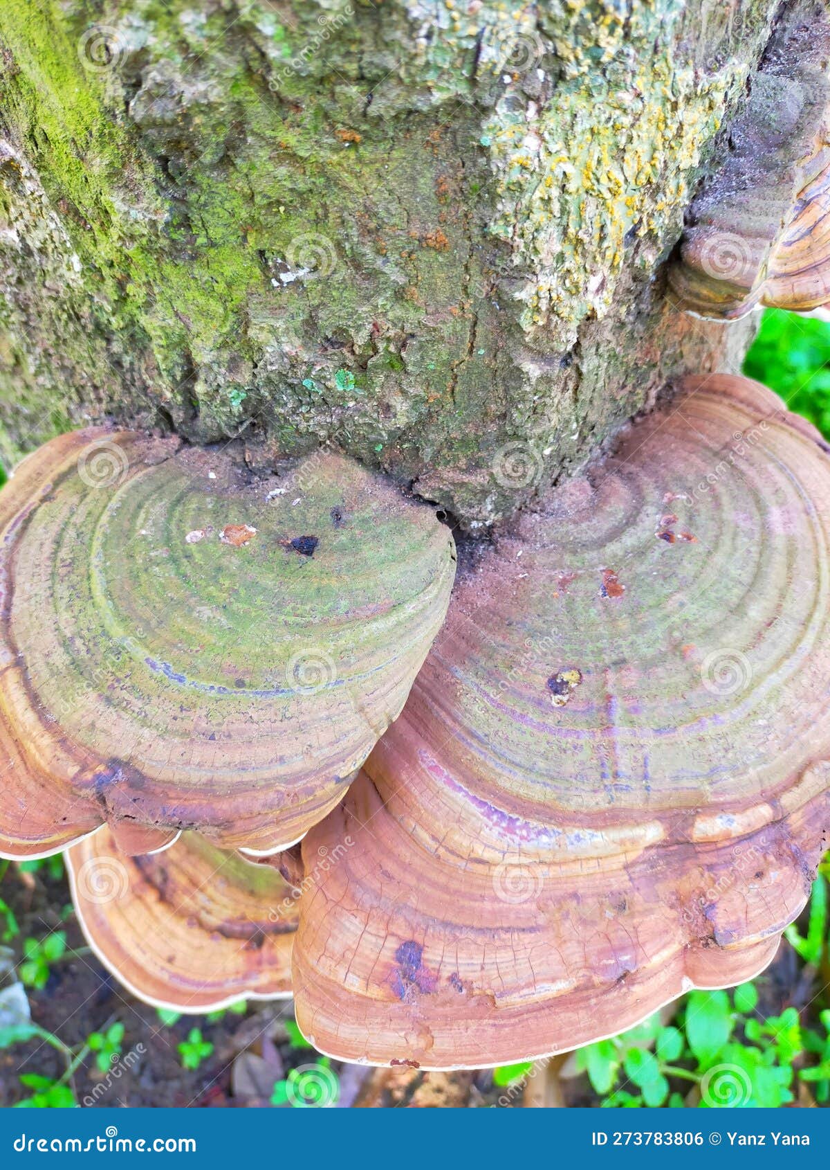 Ganoderma Applanatum Mushroom that Grows on a Tree that Has Dried Up ...