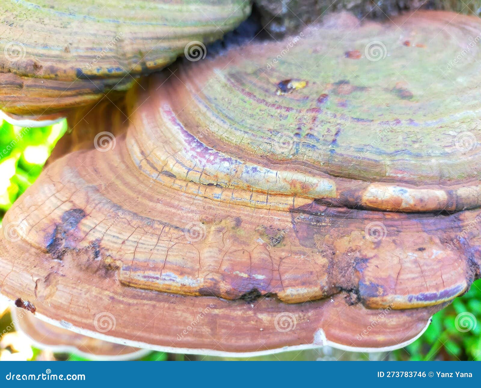 Ganoderma Applanatum Mushroom Texture Stock Photo - Image of pattern ...