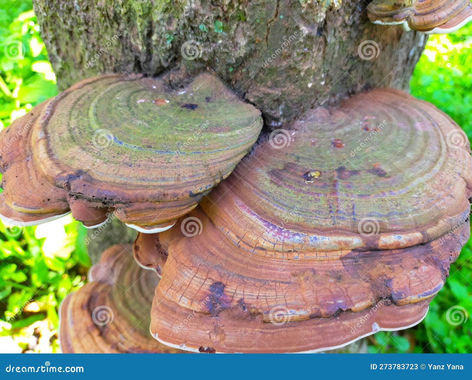 Ganoderma Applanatum Mushroom, Which Has a Hard Texture and Usually ...