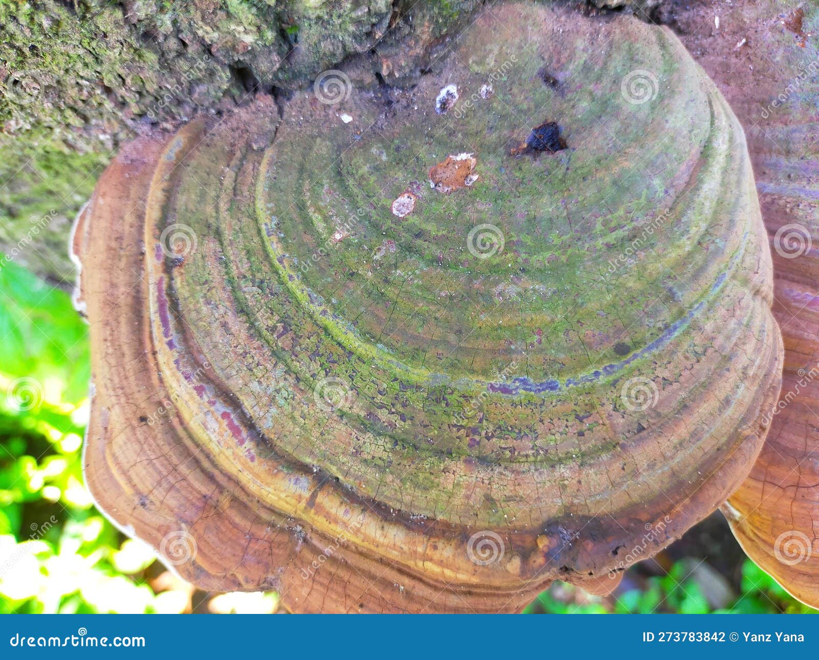 Ganoderma Applanatum Mushroom Which Usually Grows on Old Trees Stock ...