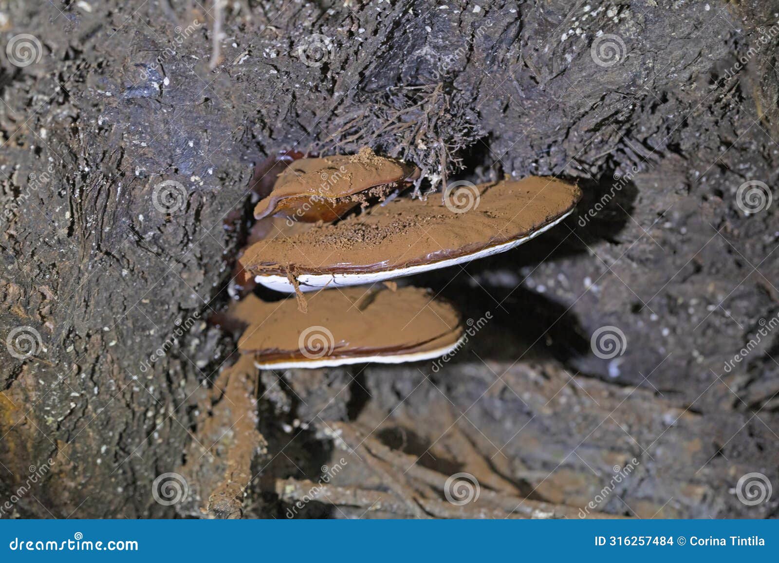 Ganoderma Applanatum is Parasitic and Saprophytic,and Grows As a ...