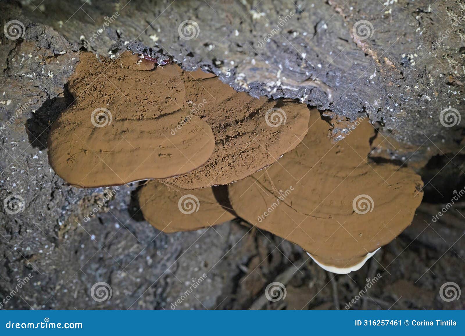 Ganoderma Applanatum is Parasitic and Saprophytic,and Grows As a ...