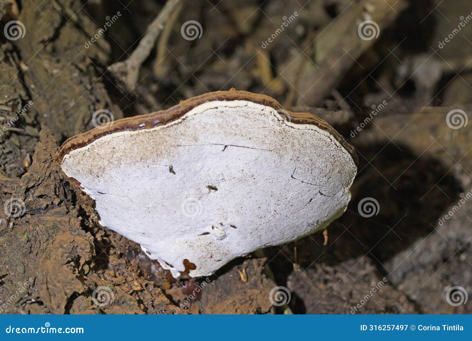 Ganoderma Applanatum is Parasitic and Saprophytic,and Grows As a ...