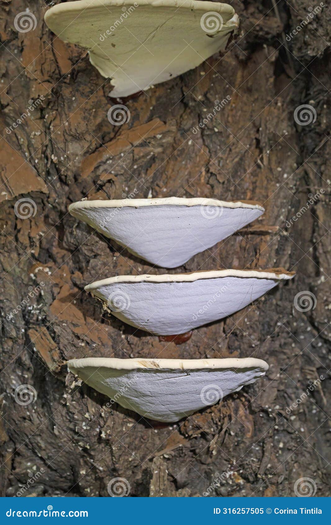 Ganoderma Applanatum is Parasitic and Saprophytic,and Grows As a ...