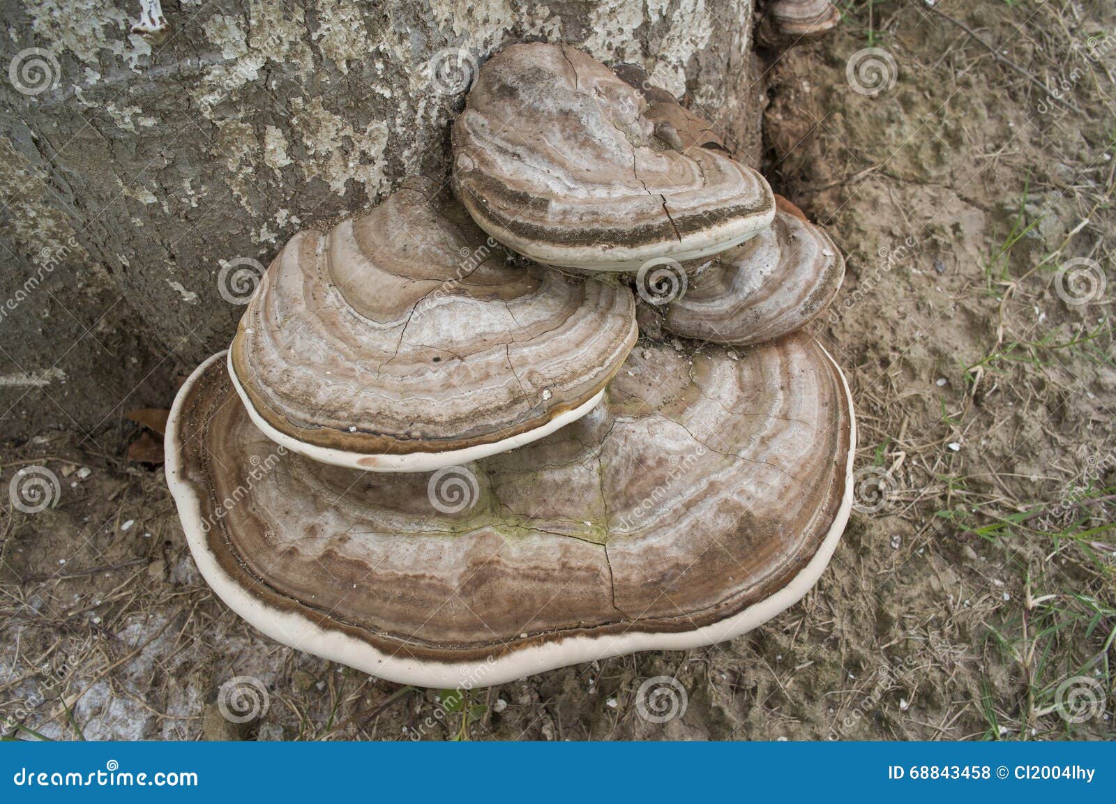 Ganoderma applanatum stock photo. Image of fungus, ganoderma - 68843458