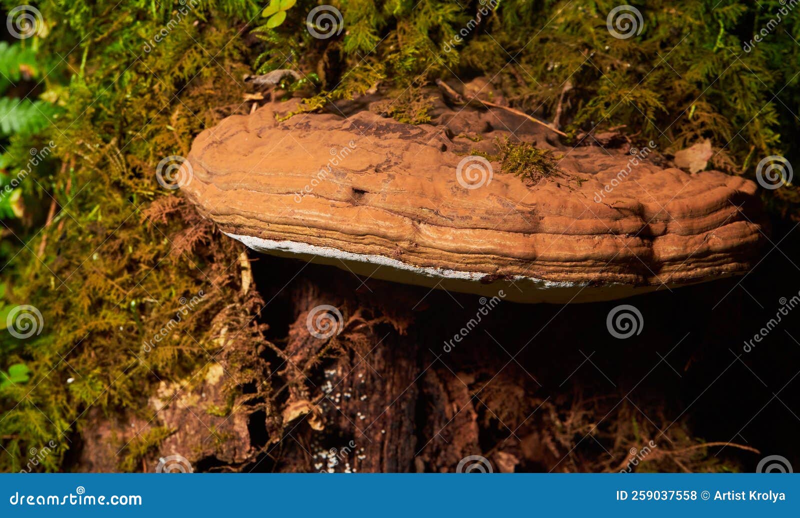 Ganoderma Applanatum Is A Bracket Fungus With A Cosmopolitan ...