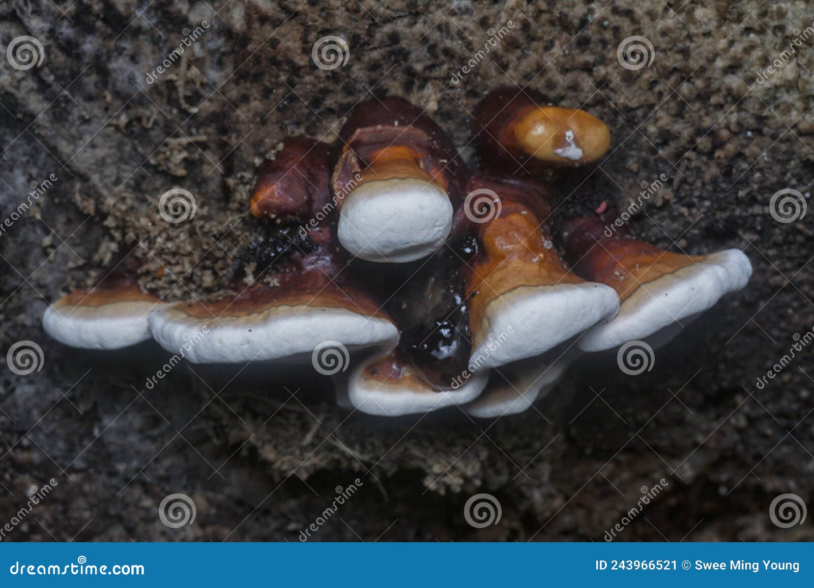 Ganoderma Applanatum the Wood-decay Fungus. Stock Image - Image of ...