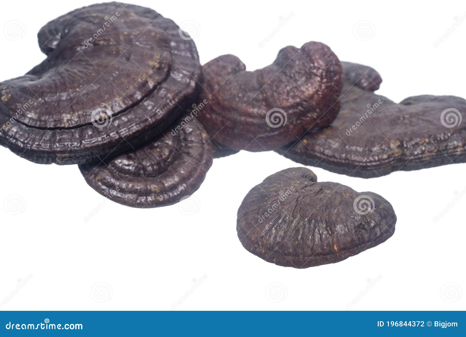 Ganoderma Black on a White Background Stock Photo - Image of isolated ...