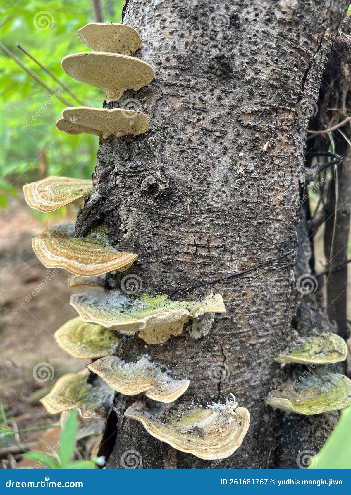Ganoderma stock image. Image of includes, medicines - 261681767