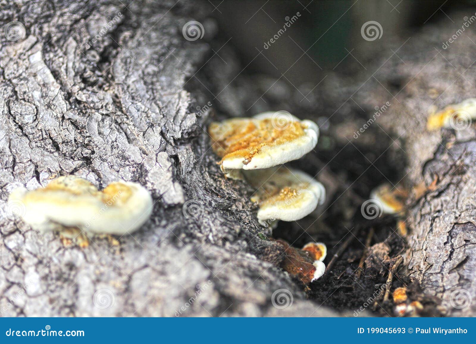 The Polypore Fungi or Ganoderma Stock Image - Image of polypore, wooden ...