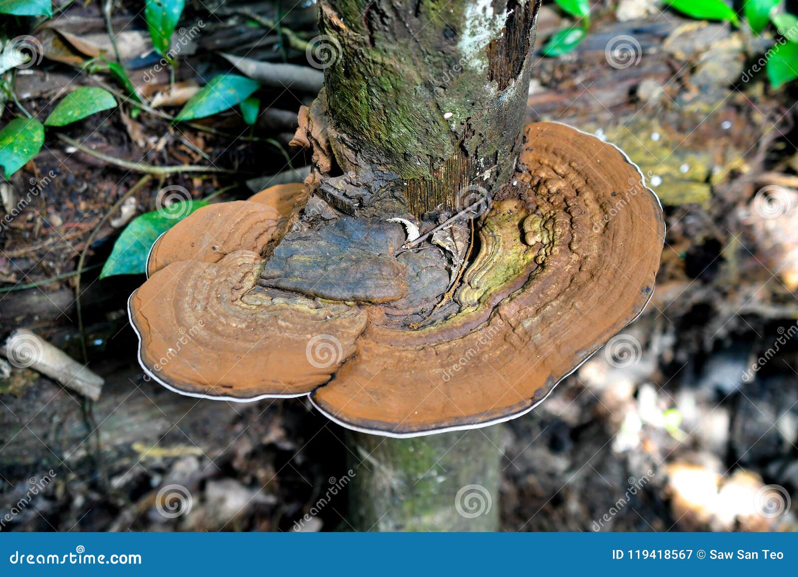 Ganoderma Lucidum is a Large, Woody, and Tough Mushroom Stock Image ...