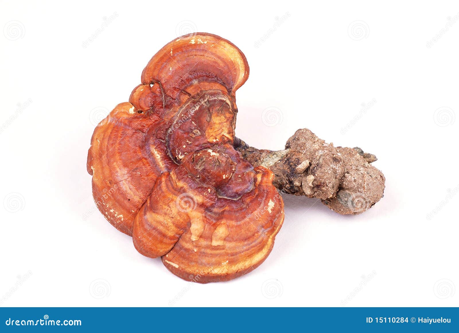 Ganoderma lucidum stock photo. Image of medicine, material - 15110284