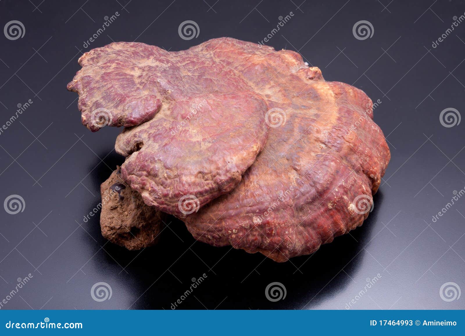 Ganoderma lucidum stock image. Image of organism, brown - 17464993