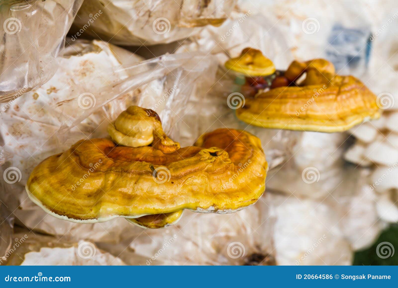Ganoderma lucidum stock photo. Image of medical, tradition - 20664586