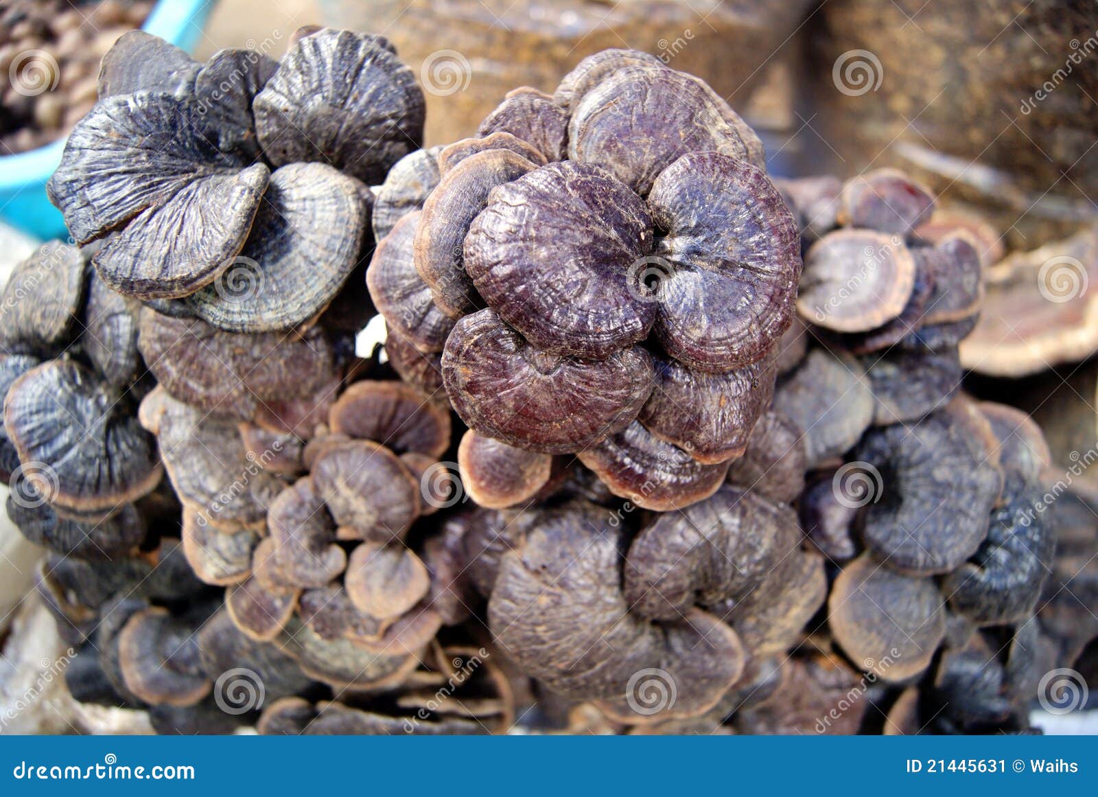 Ganoderma lucidum stock image. Image of life, ganoderma - 21445631