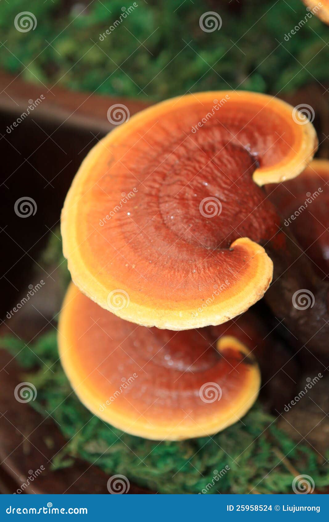 Ganoderma lucidum stock photo. Image of agriculture, beautiful - 25958524