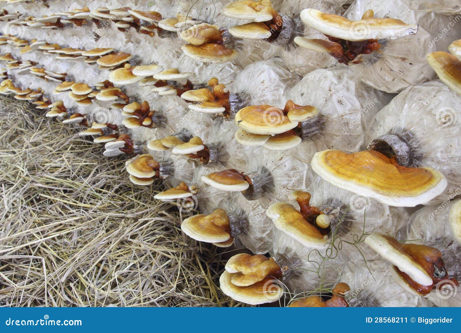 Ganoderma Lucidum Editorial Photo - Image: 28568211