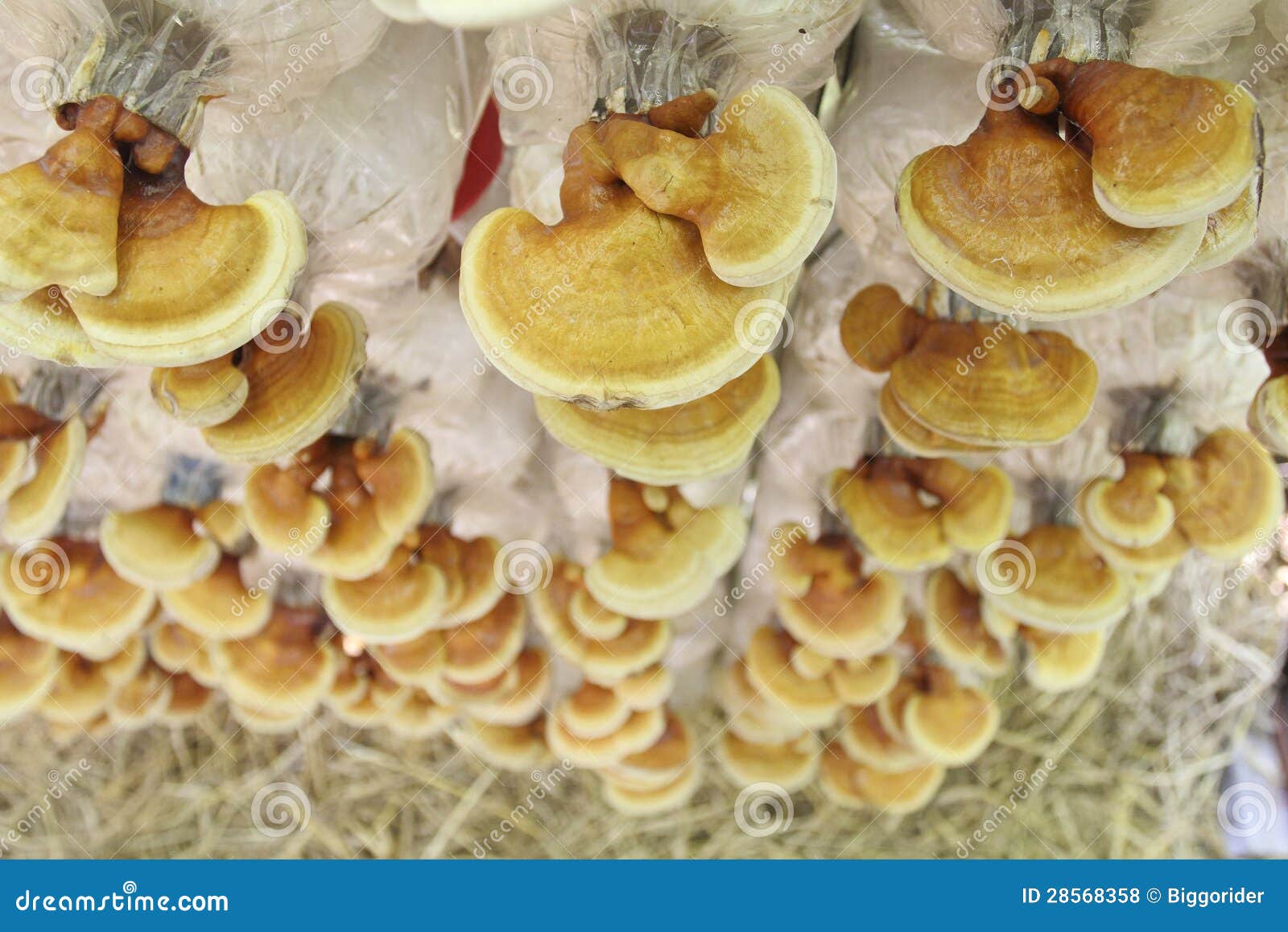 Ganoderma Lucidum editorial stock photo. Image of medical - 28568358